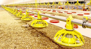 Home - Cibadak Indah Sari FarmCibadak Indah Sari Farm