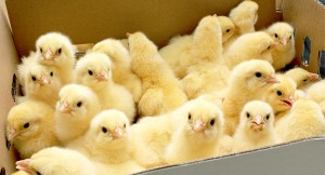 Home - Cibadak Indah Sari FarmCibadak Indah Sari Farm